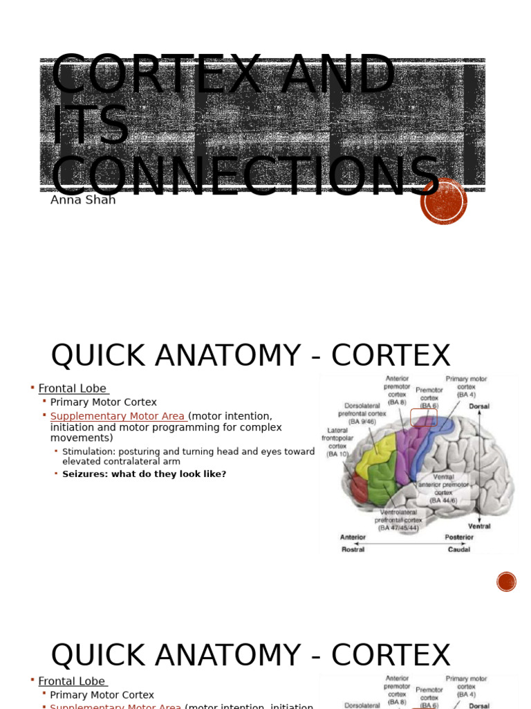 Anatomy and Functions of the Cortex | PDF | Occipital Lobe | Hypothalamus
