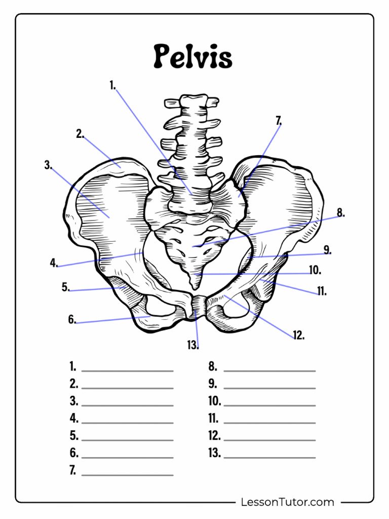 Worksheets Pelvis | PDF