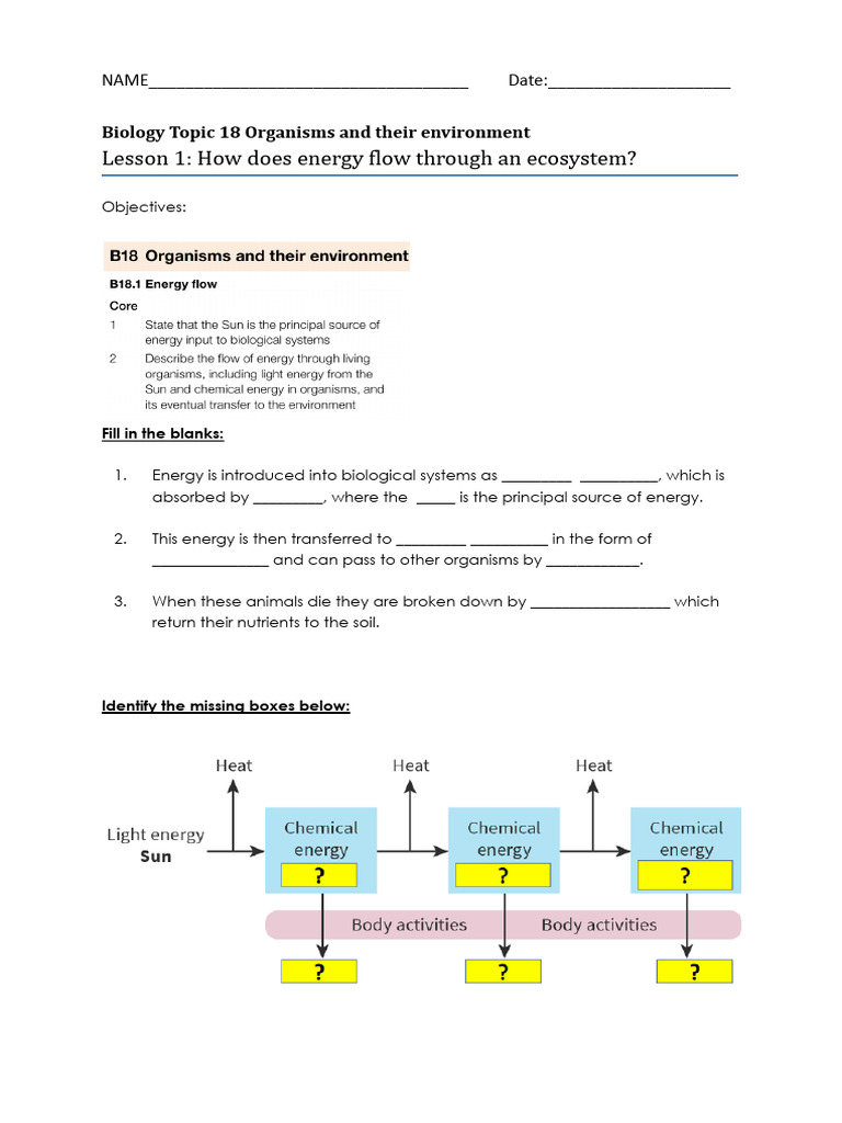 Energy Flow in Ecosystems Explained | PDF | Food Web | Ecology