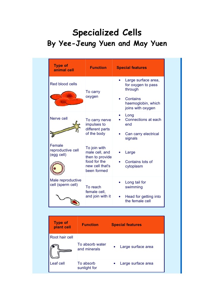 Specialized Animal and Plant Cells | PDF | Science & Mathematics | Wellness
