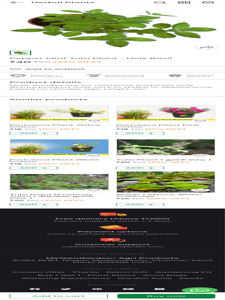 Pepper Mint Tulsi Plant - Holy Basil - MyOwnGarde… | PDF