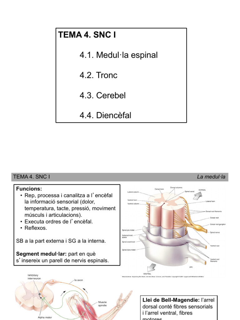 Tema IV - SNC I | PDF