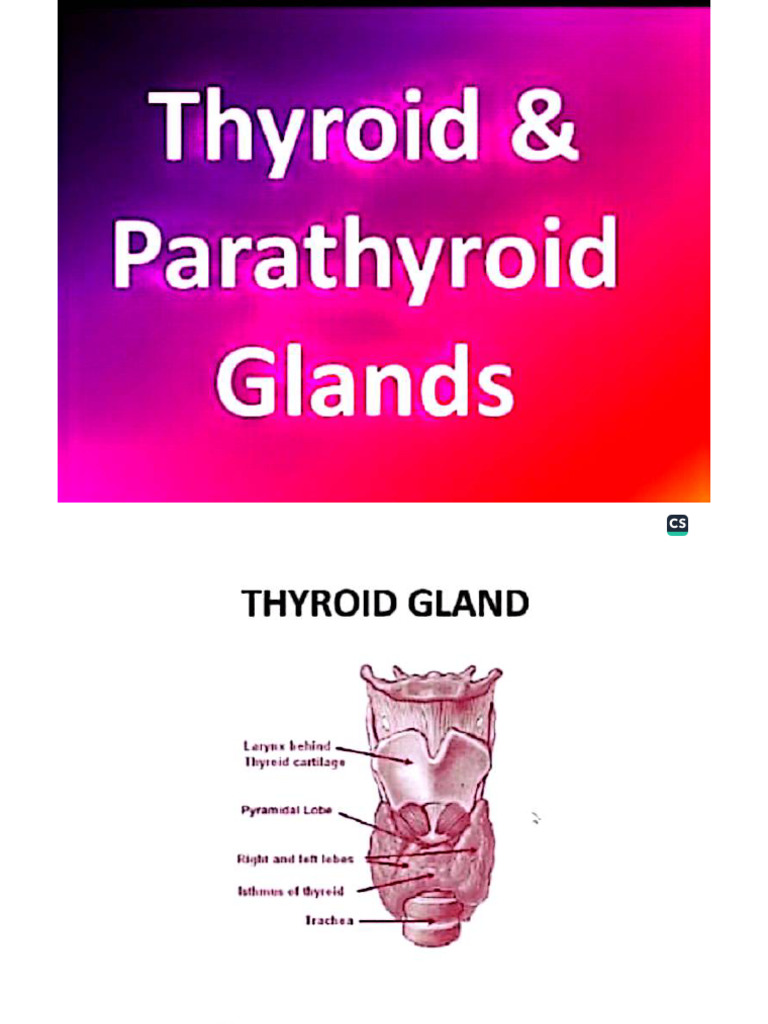 Thyroid and Parathyroid Gland | PDF