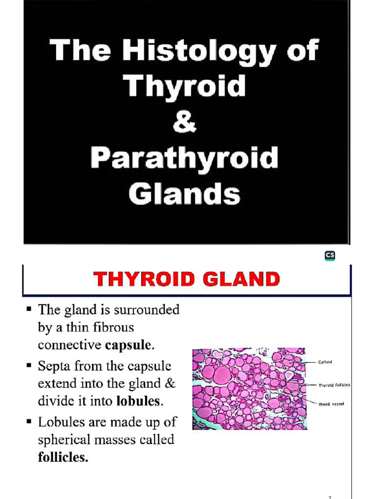 The Histology of Thyroid & Parathyroid Glands | PDF