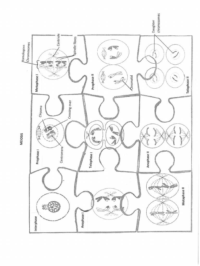 Term 1 Gr.12 Memo Puzzle With Labels | PDF