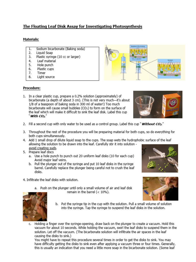 Floating Leaf Disk Assay Procedure | PDF | Sodium Bicarbonate | Syringe