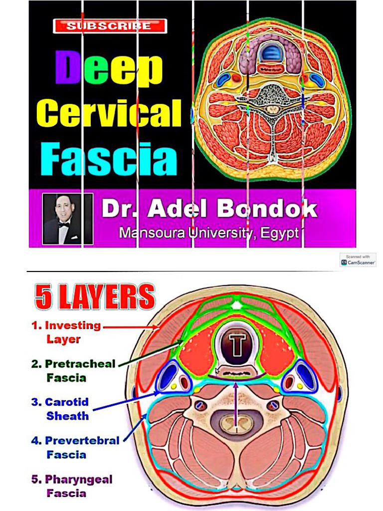 Deep Cervical Fascia | PDF