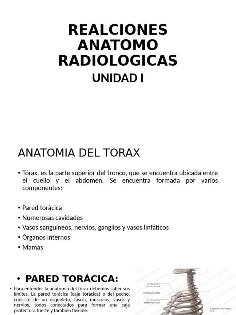 U1 Realciones Anatomo Radiologicas Torax Unidad I | PDF | Tórax | Pulmón