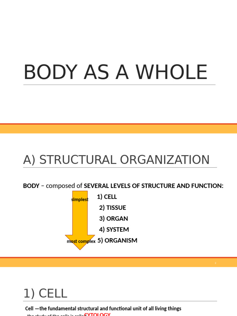 Structural Organisation of The Body - New | PDF | Abdomen | Cell (Biology)