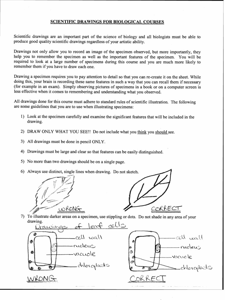 Scientific Drawnings | PDF | Plant Stem | Tissue (Biology)