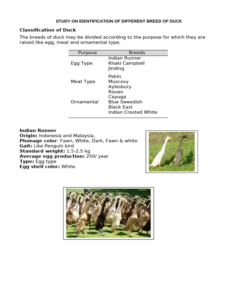 Duck Breed Identification Guide | PDF | Domesticated Birds | Waterfowl