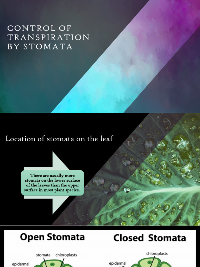 Chapter 7 Control of Transpiration by Stomata | PDF | Stoma | Leaf