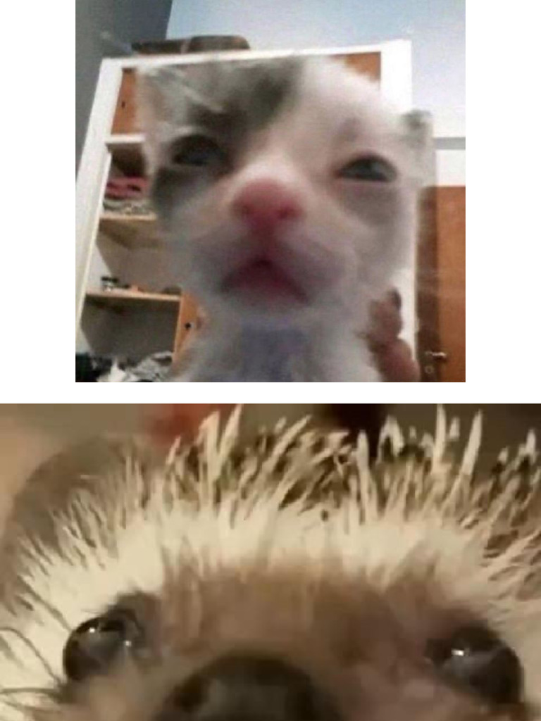 Funny Animal Expresions Meme | PDF