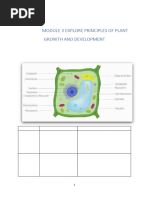 Anatomy of Zea Mays: Structure Overview | PDF | Plant Stem | Maize