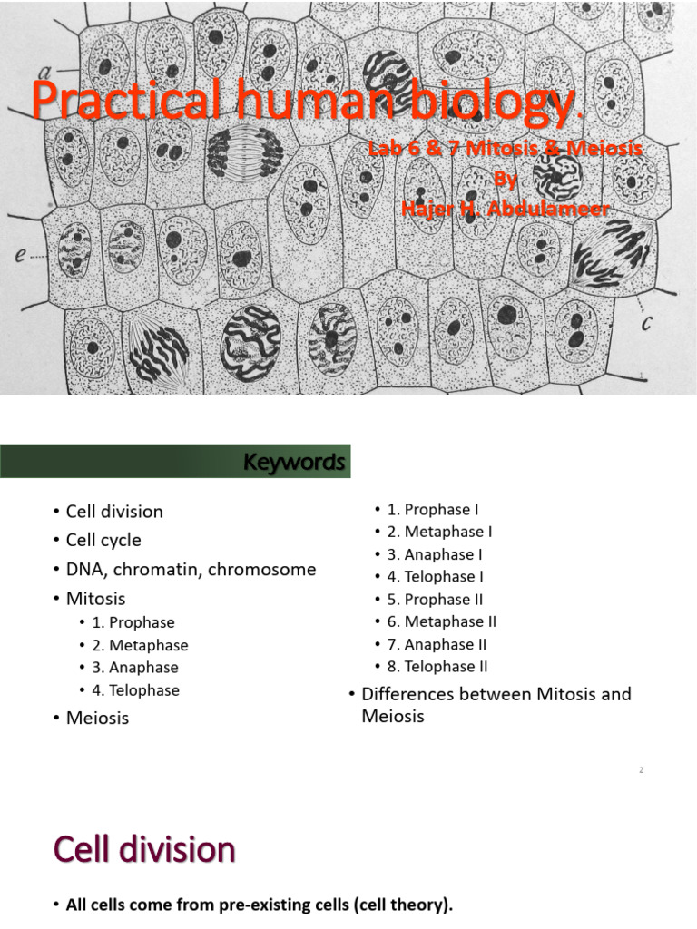 Practical Human Biology Labs 1-6 PDF | PDF | Meiosis | Mitosis