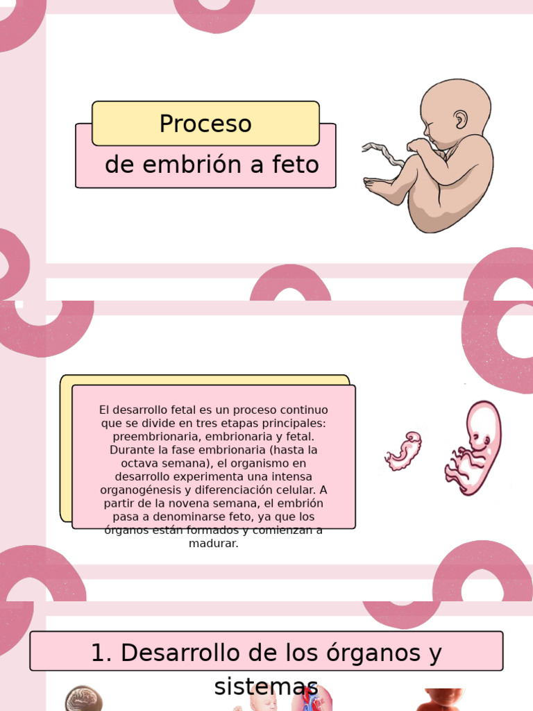 Proceso de Embrion A Feto y Monitoreo Fetal y Materno | PDF | Feto | El ...