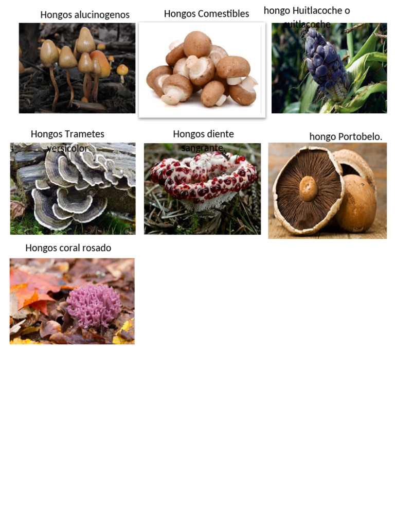 Tipos de Hongos | PDF