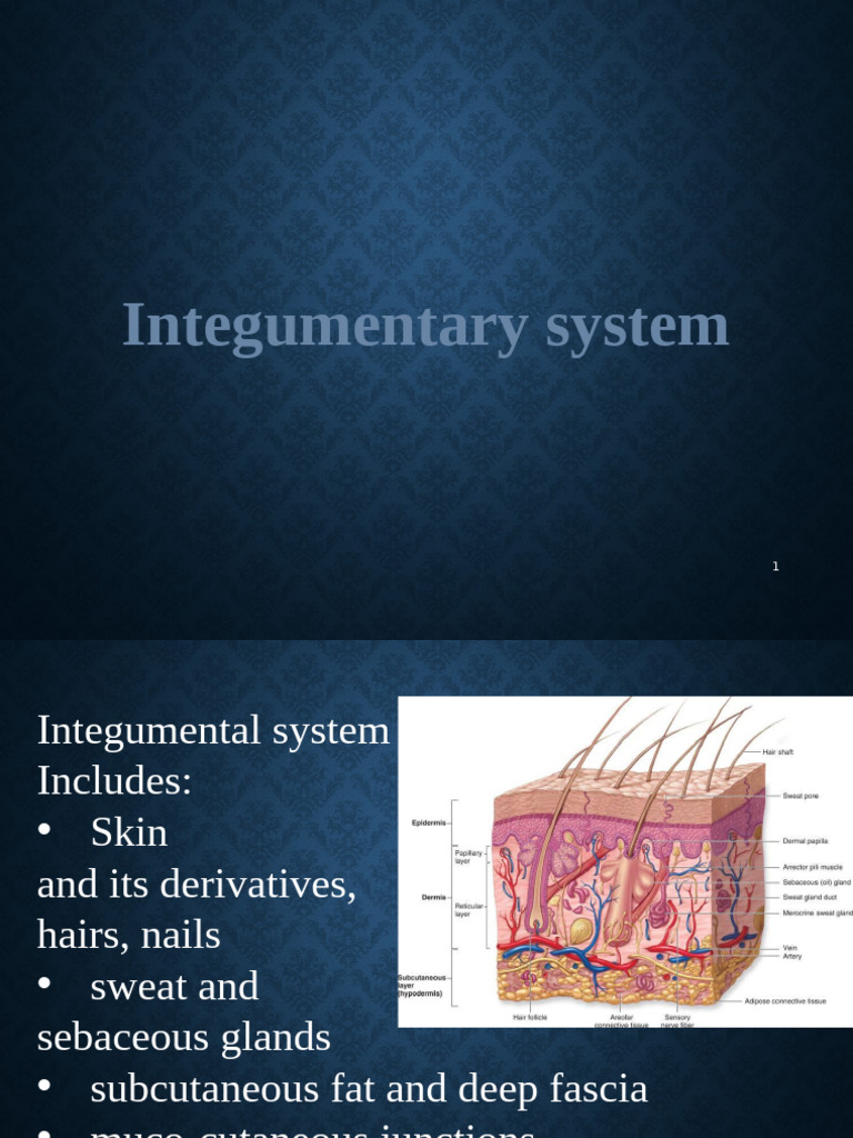Integumentary System Overview and Anatomy | PDF | Skin | Epidermis