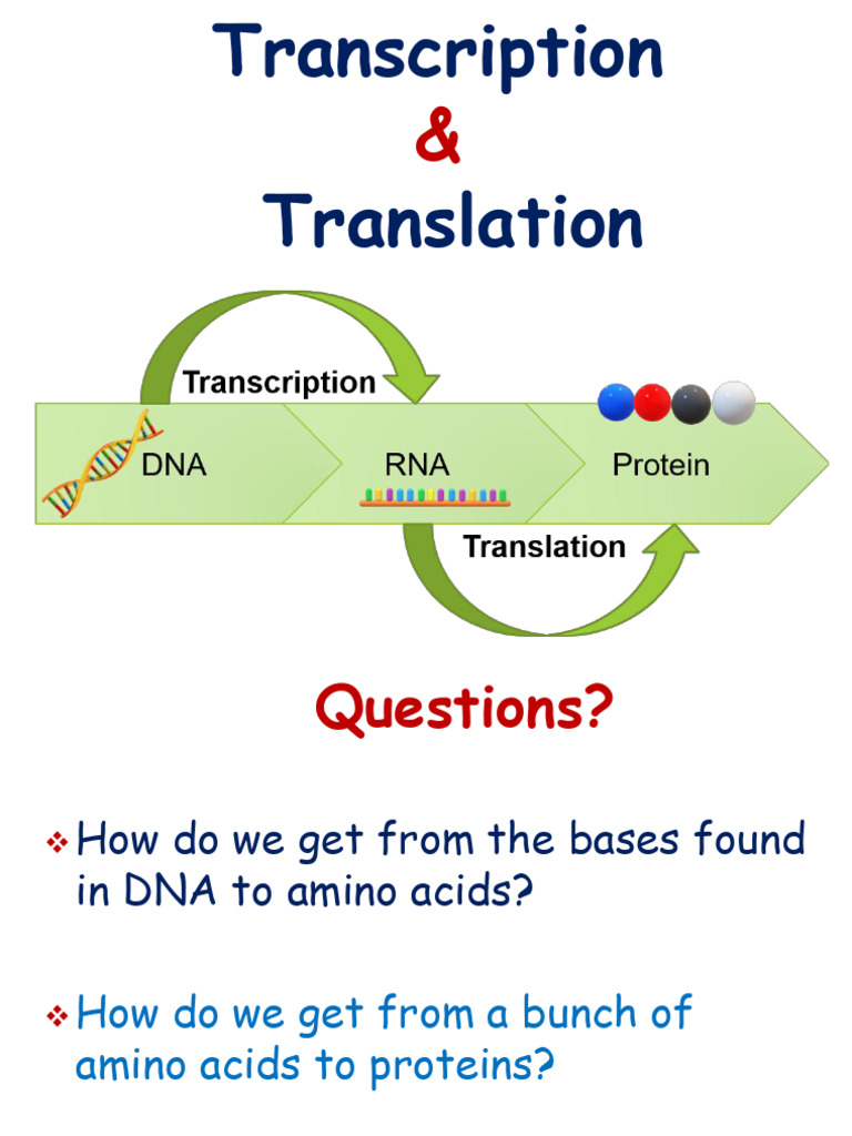 Transcription and Translation | PDF | Translation (Biology) | Messenger Rna