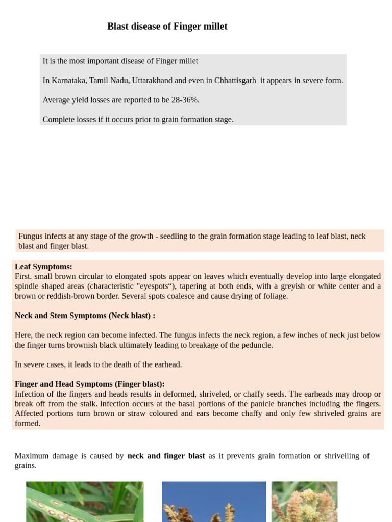 Managing Finger Millet Blast Diseases | PDF | Germination | Seed