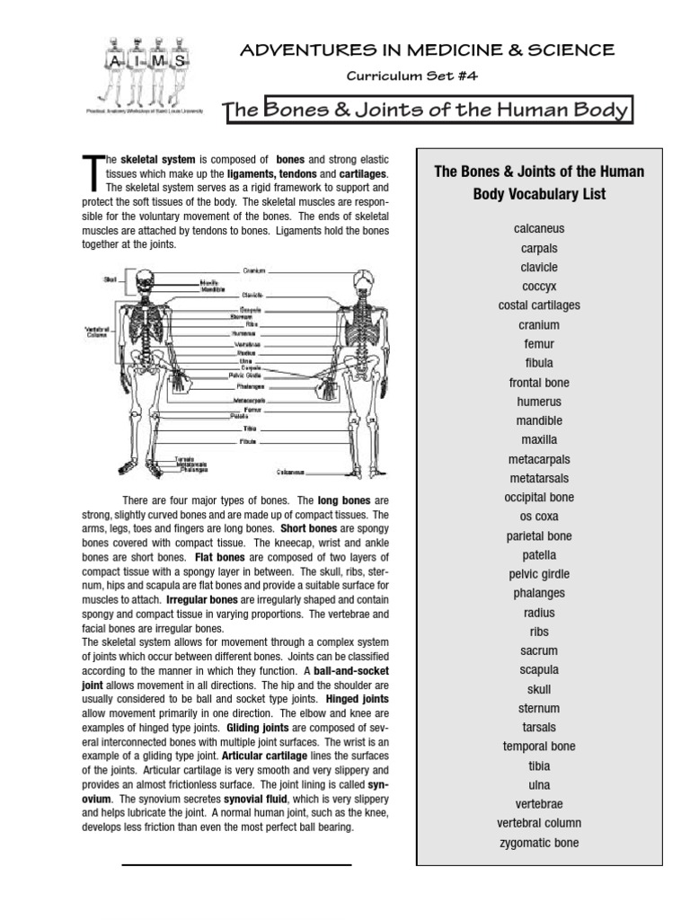 4 Bonejointcurriculum | PDF | Skeleton | Bone