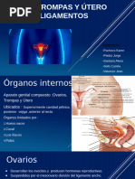 Partes de la Salpinge y Anatomía Asociada | PDF | Ovario | Pelvis