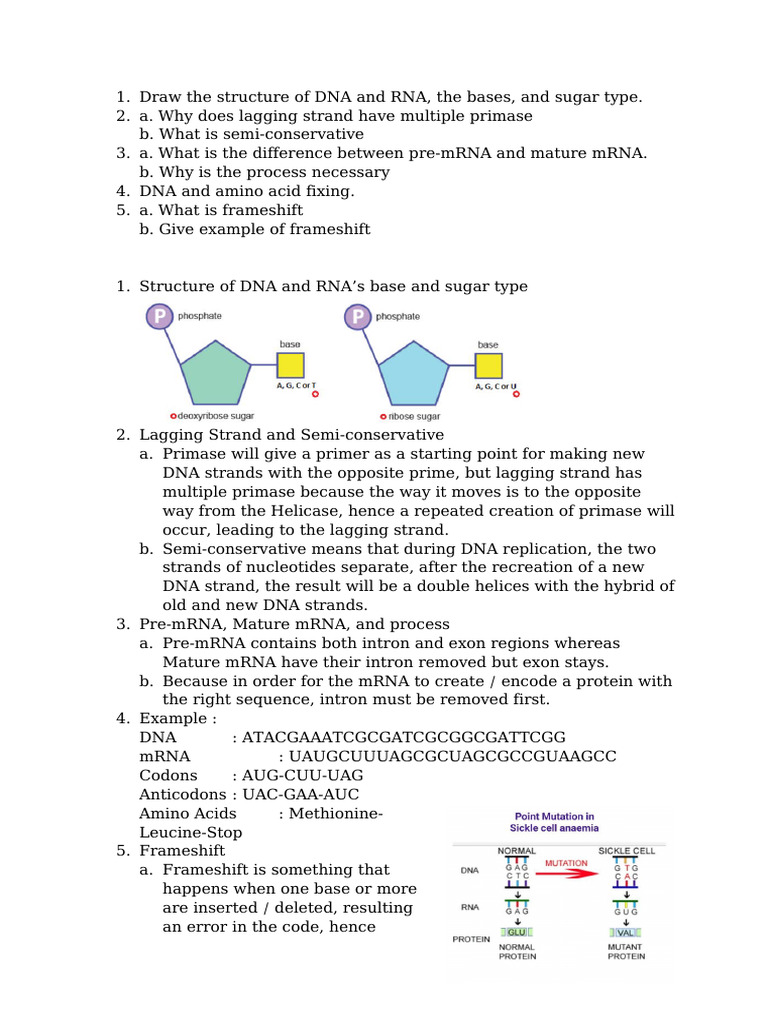 DNA RNA Example Exercise | PDF