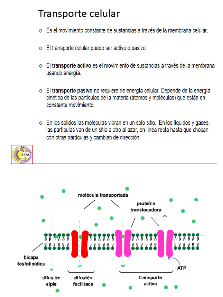 3 Transporte Celular | PDF