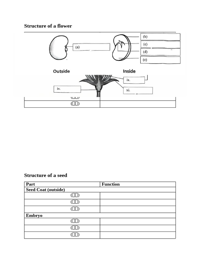 Structure of A Flower and A Seed | PDF