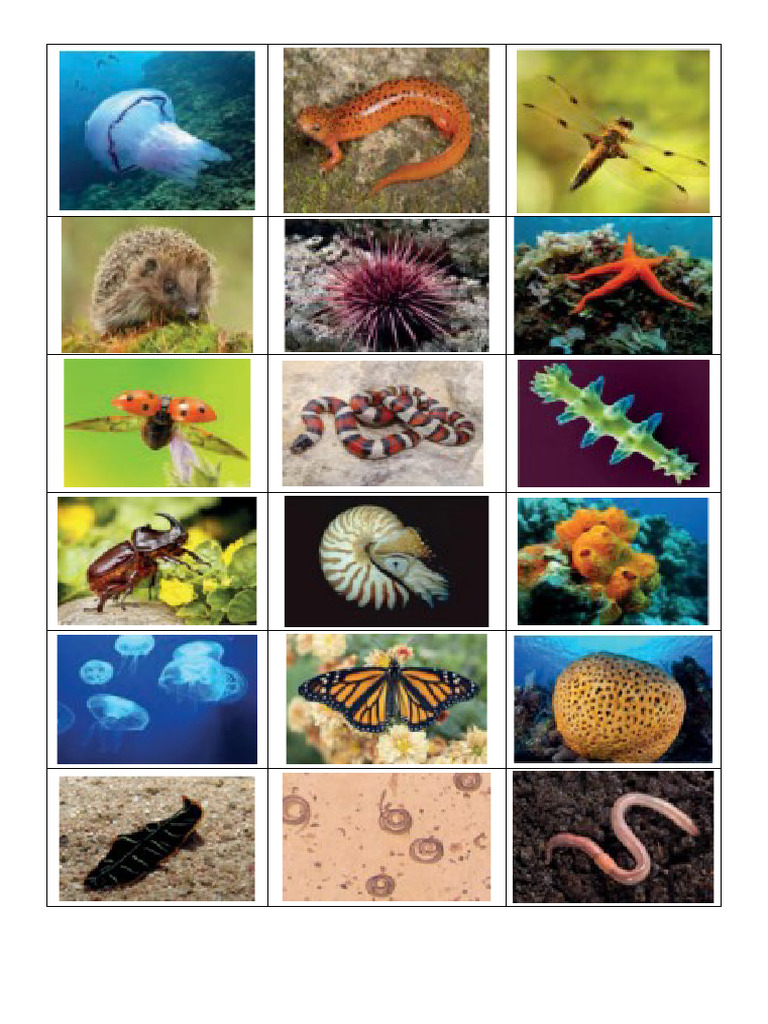 Invertebrates | PDF