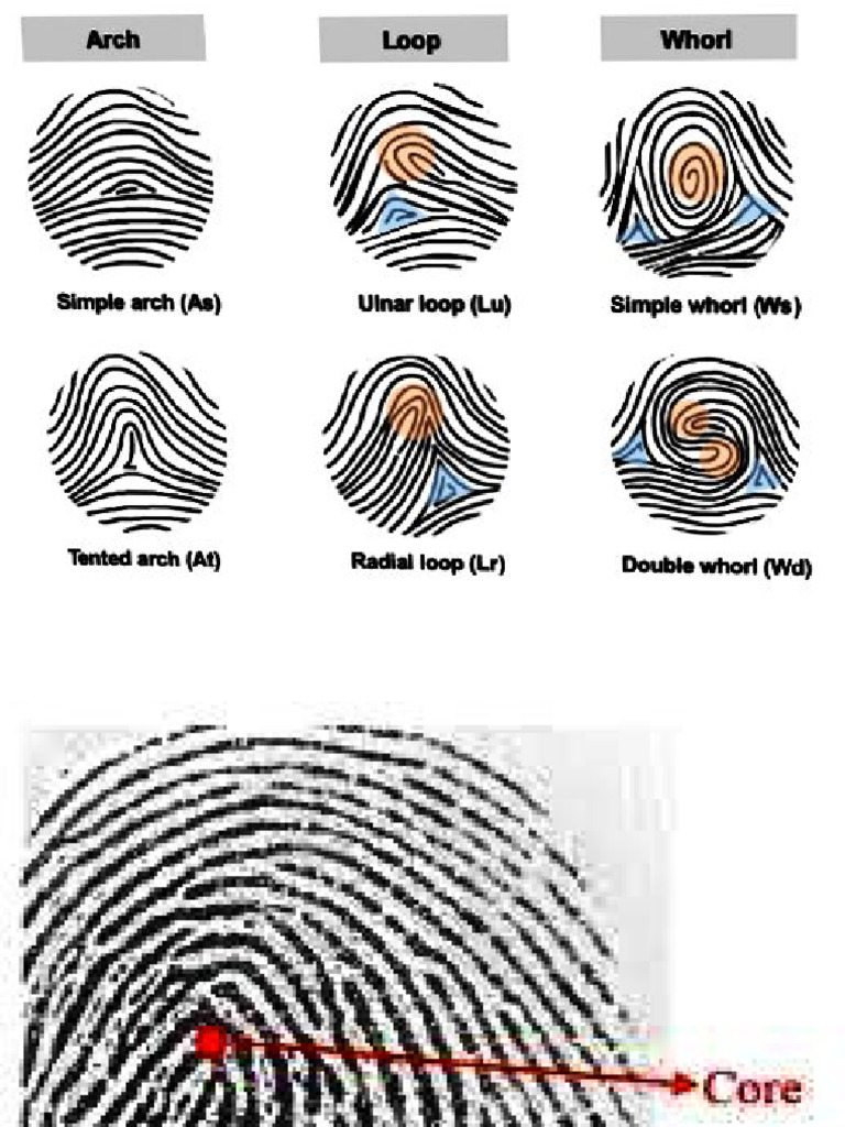 FSH Fingerprint | PDF