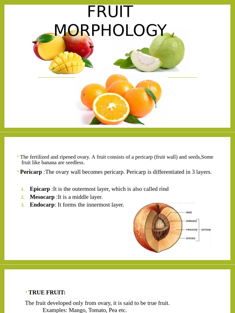 Fruit Morphology Overview | PDF | Fruit | Botany