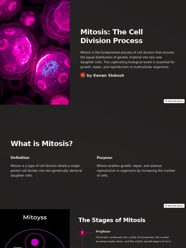 Mitosis The Cell Division Process | PDF | Mitosis | Chromosome