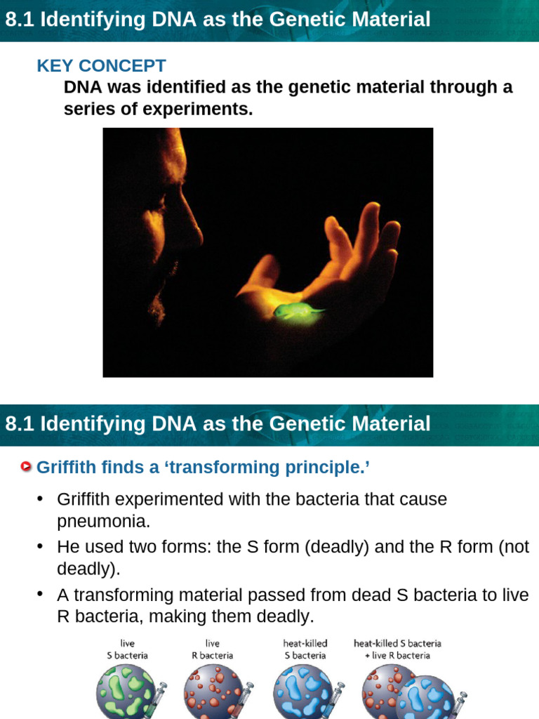 DNA Was Identified As The Genetic Material Through A Series of ...