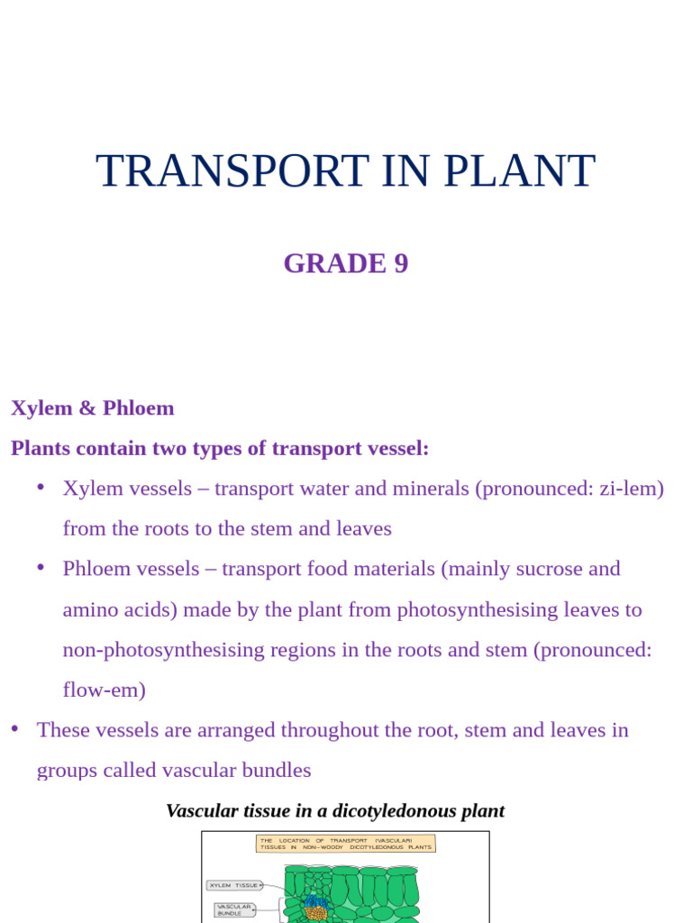 Plant Transport: Xylem and Phloem Functions | PDF | Leaf | Root