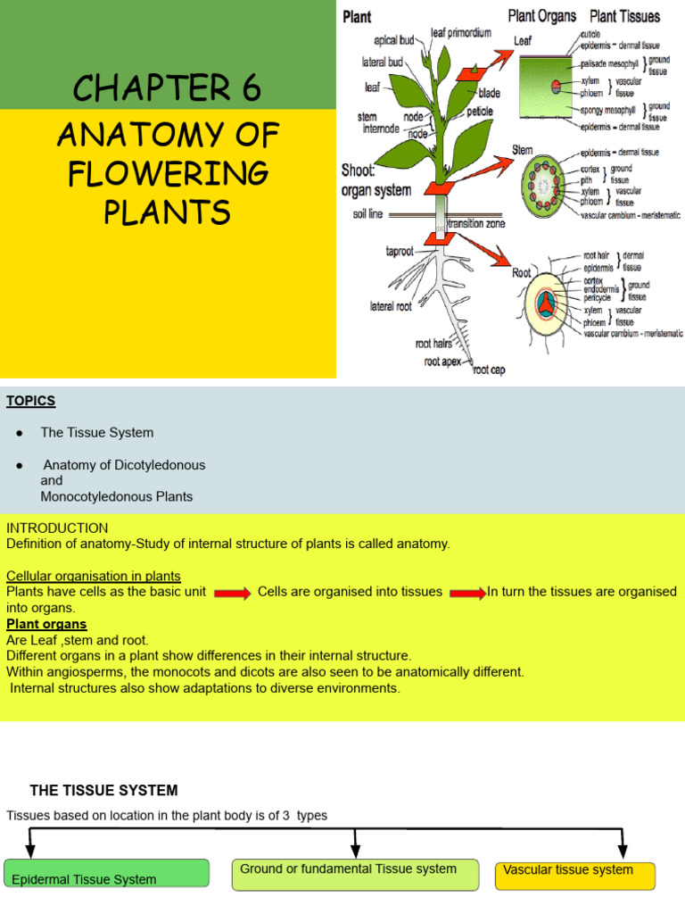 Anatomy of Flowering Plants | PDF | Leaf | Plant Stem