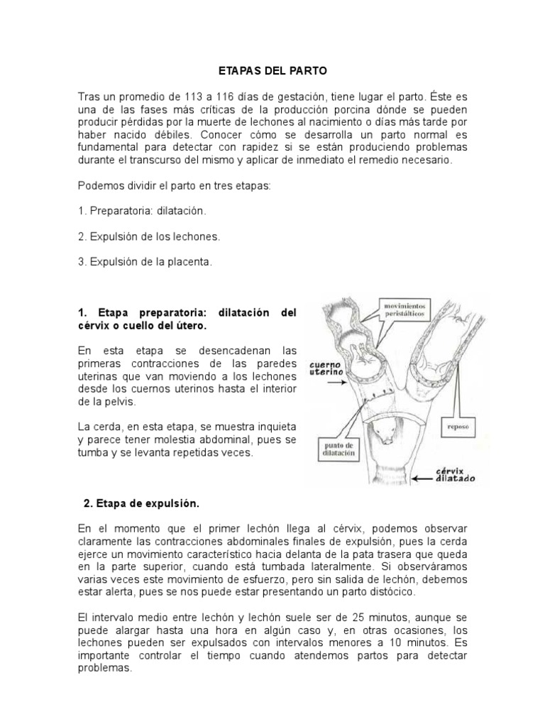 Etapas del Parto en Cerdas | PDF | Parto | El embarazo