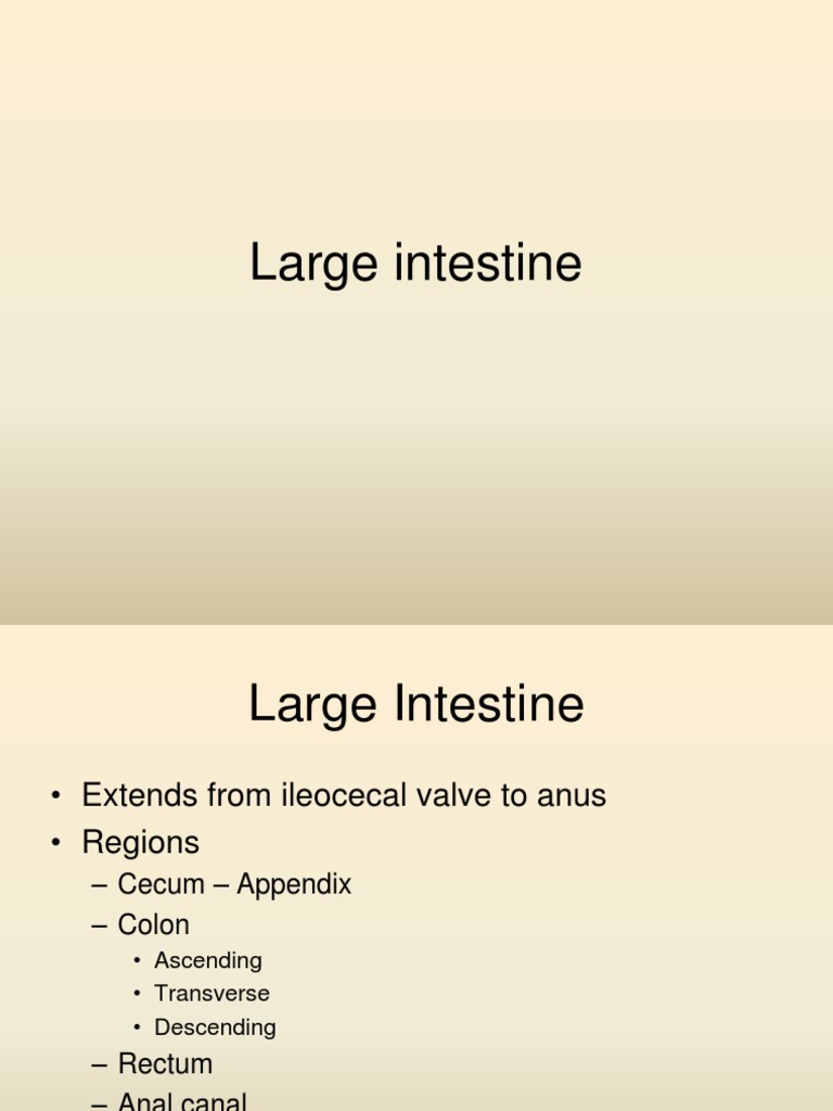 Large Intestine | PDF | Large Intestine | Gastrointestinal Tract