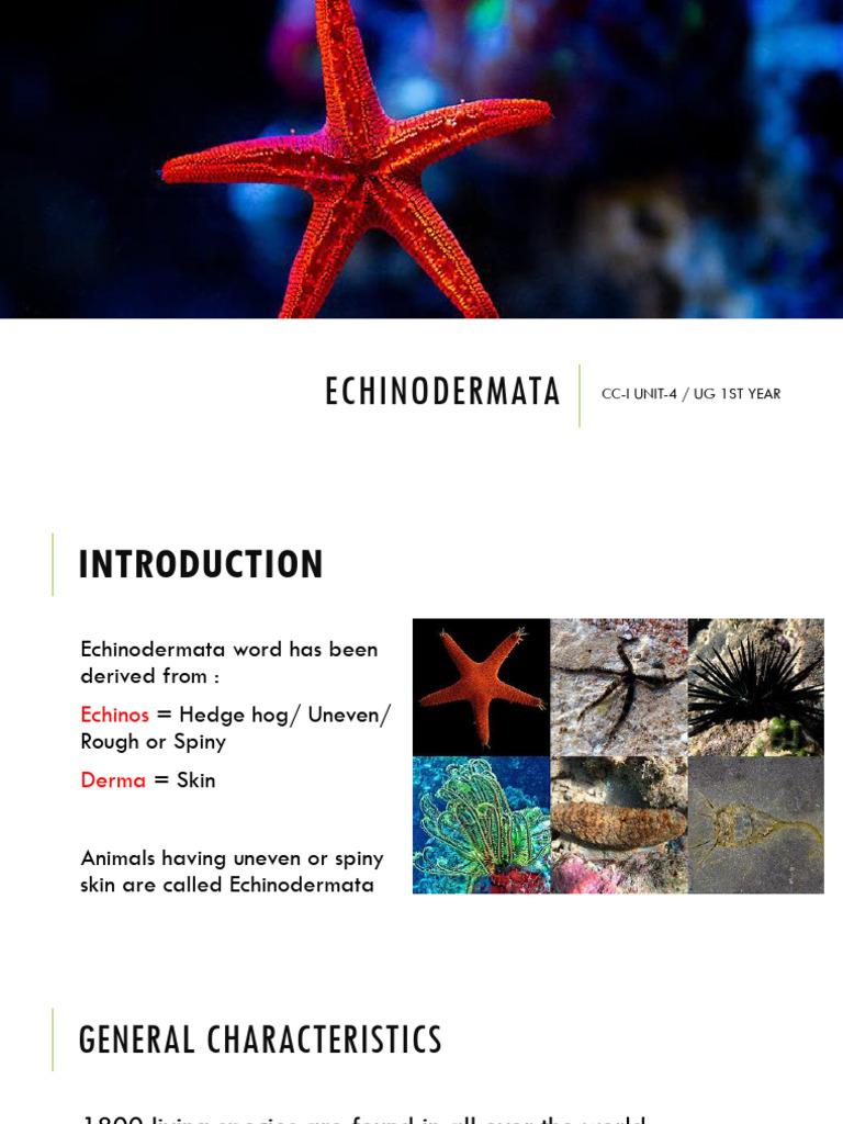 Echinoderm at A | PDF | Zoology