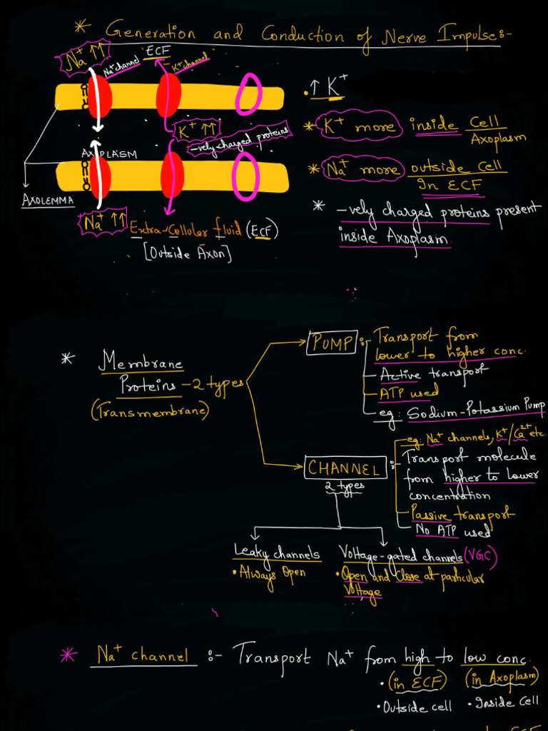 Generation of Nerve Impulse | PDF