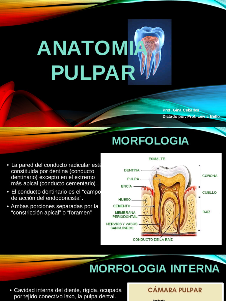 Anatomia Pulpar | PDF | Diente | Esmalte de dientes