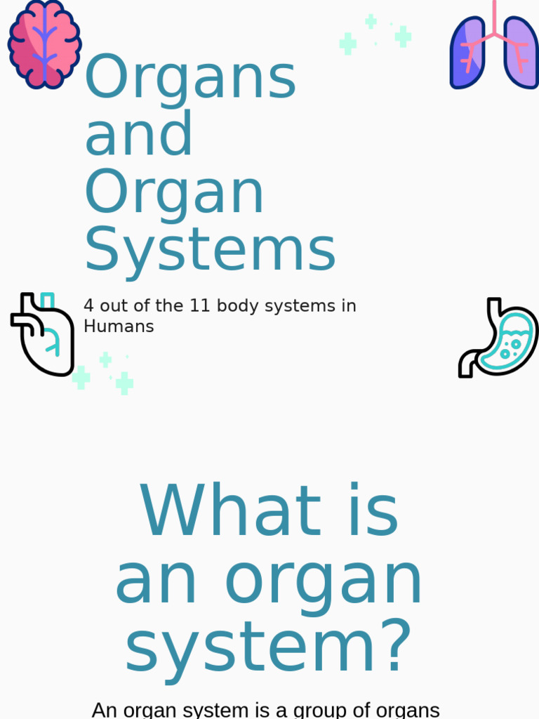 Organ System - Respiratory System TC | PDF | Lung | Respiratory System