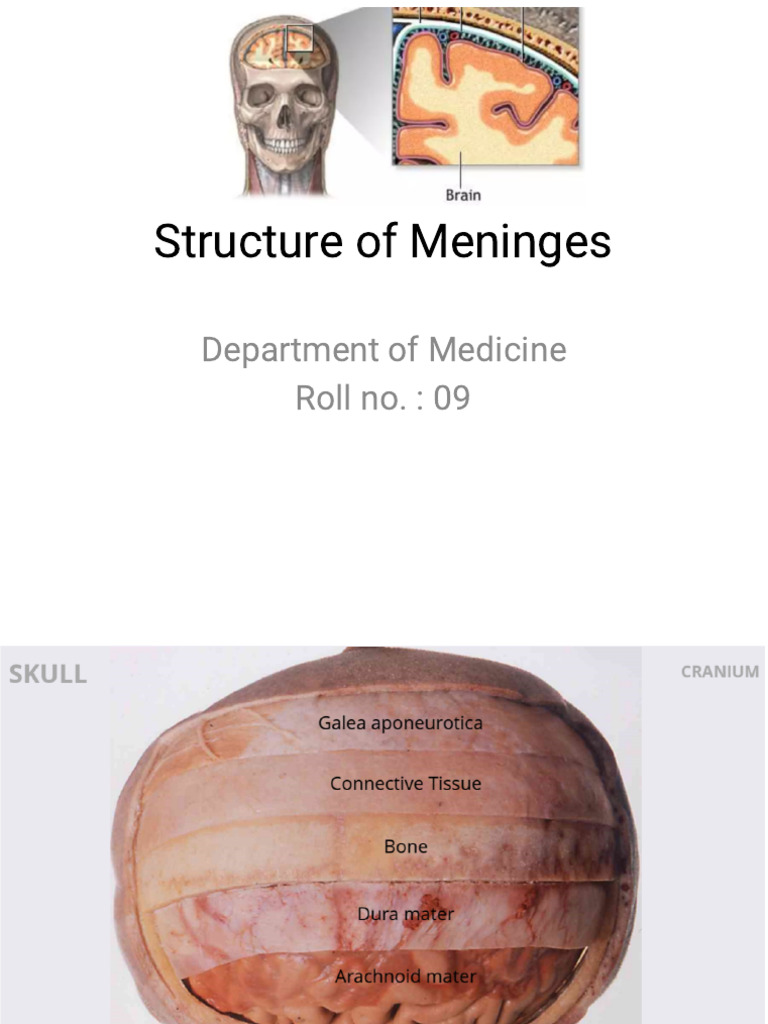 Structure of Meninges Presentation Roll No. 9 | PDF