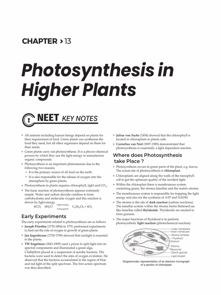 Understanding Photosynthesis Process | PDF | Photosynthesis | Chloroplast