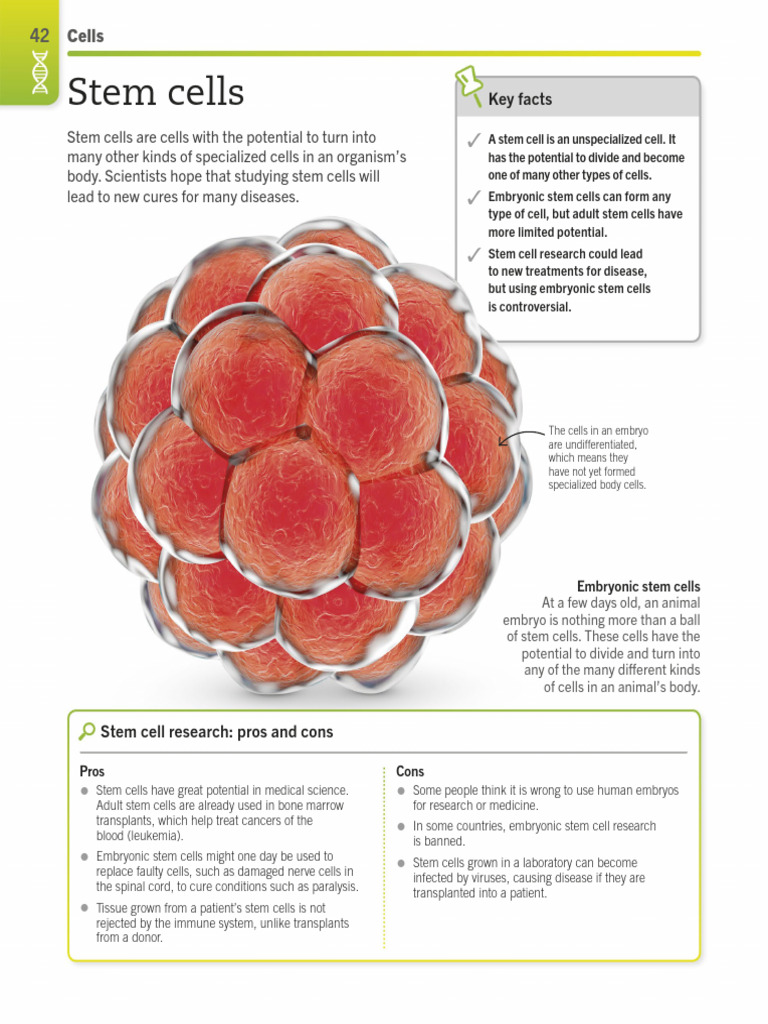 Super Simple Biology p12 | PDF | Stem Cell | Mitosis