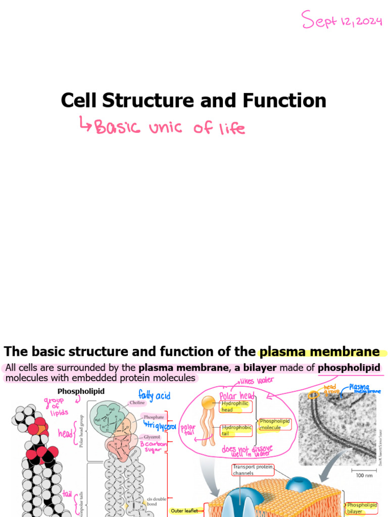 Cell Structure: Prokaryotes vs Eukaryotes | PDF | Cell (Biology ...