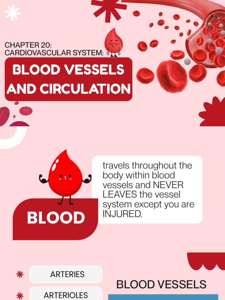 Chapter 20 Cardiovascular System Blood Vessels and Circulation | PDF ...