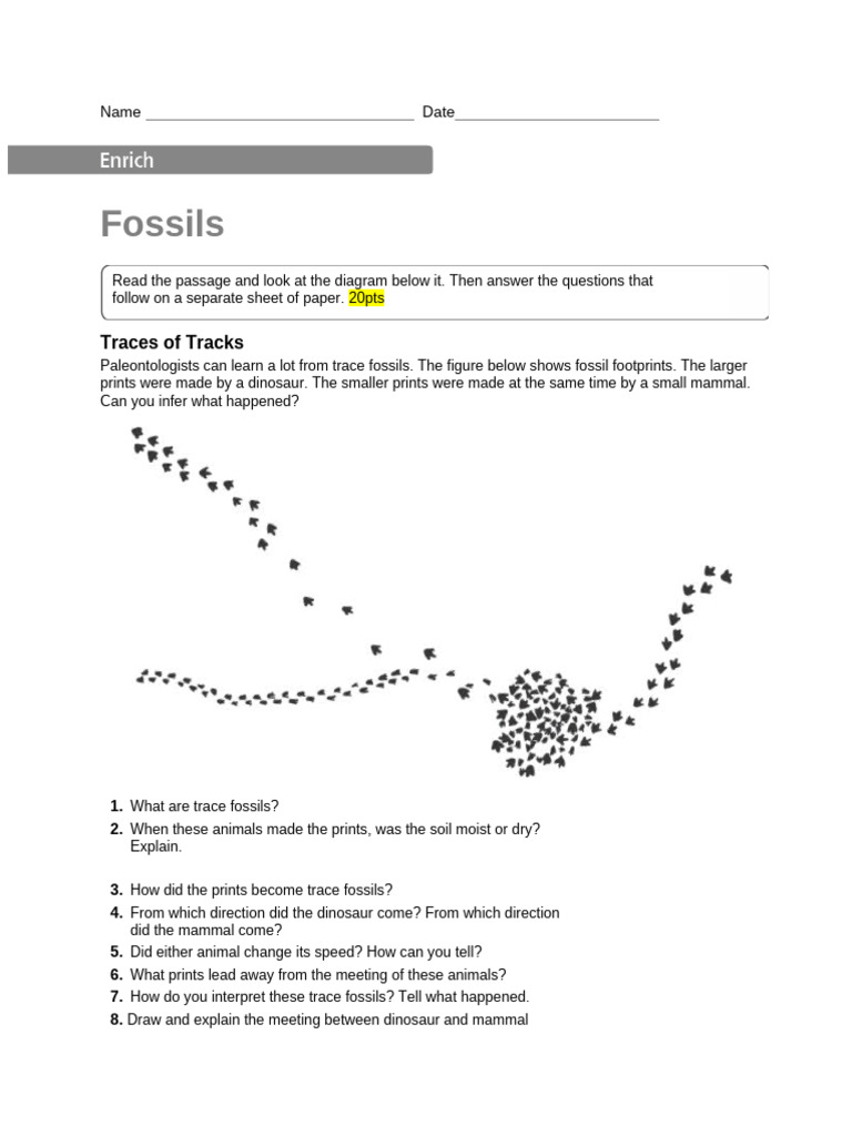 Trace Fossil Worksheet | PDF