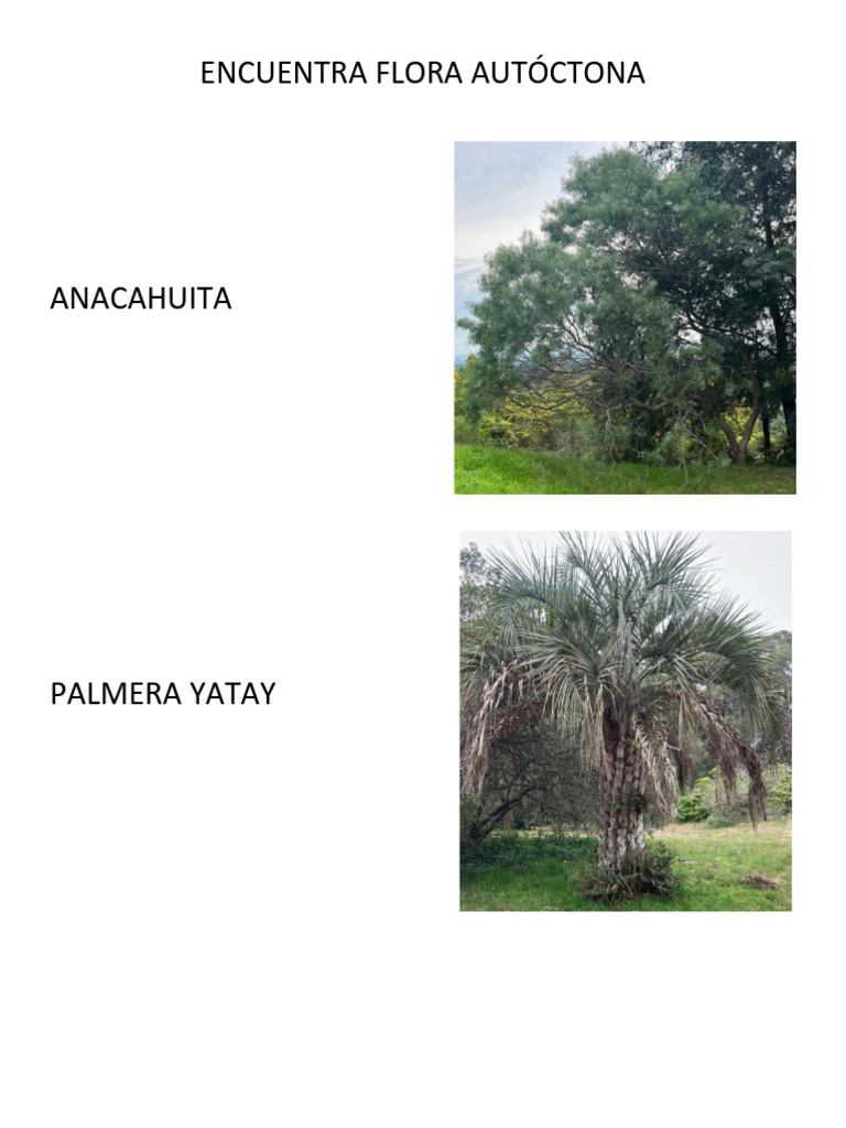 Encuentra Flora Autóctona | PDF