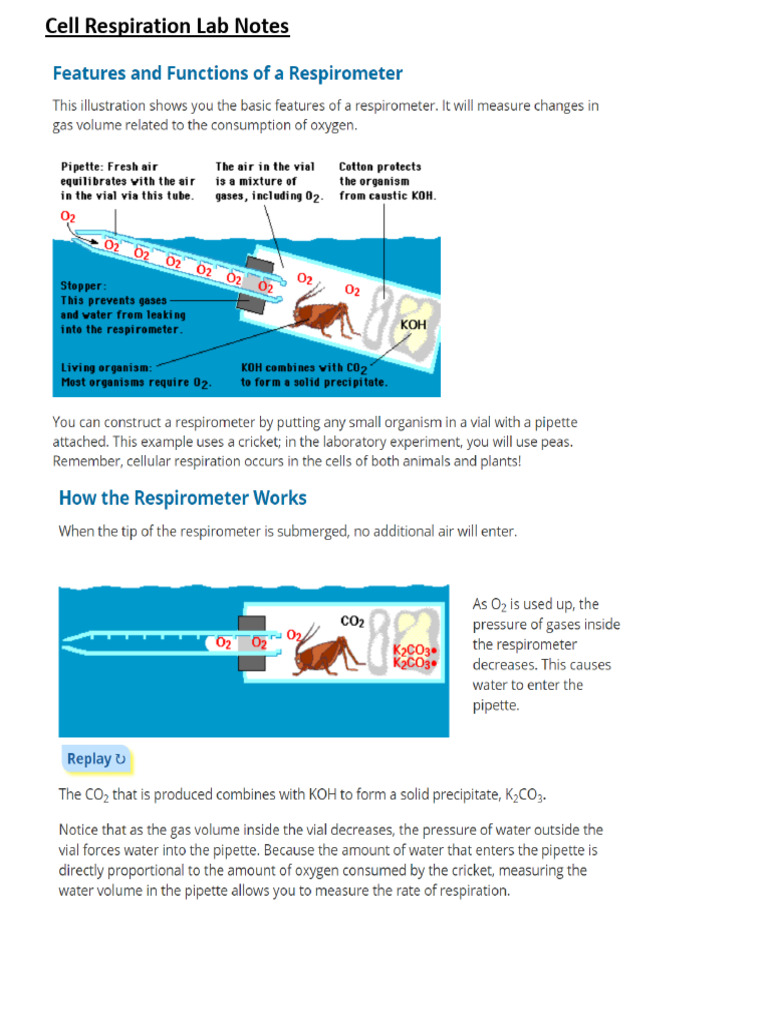 Cell Respiration Lab Notes | PDF